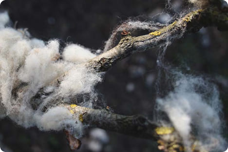 OPIA Medium Fringed Velvet Cushion - Midnight | House of Hackney